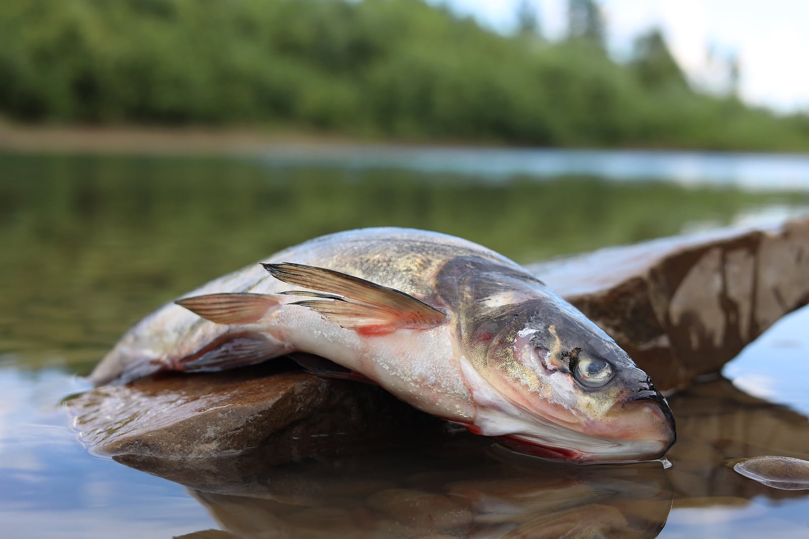 Nutrient Pollution: A Persistent Threat to Wyoming Waterways ...